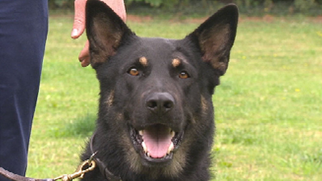 Police dog injured during riots – Channel 4 News