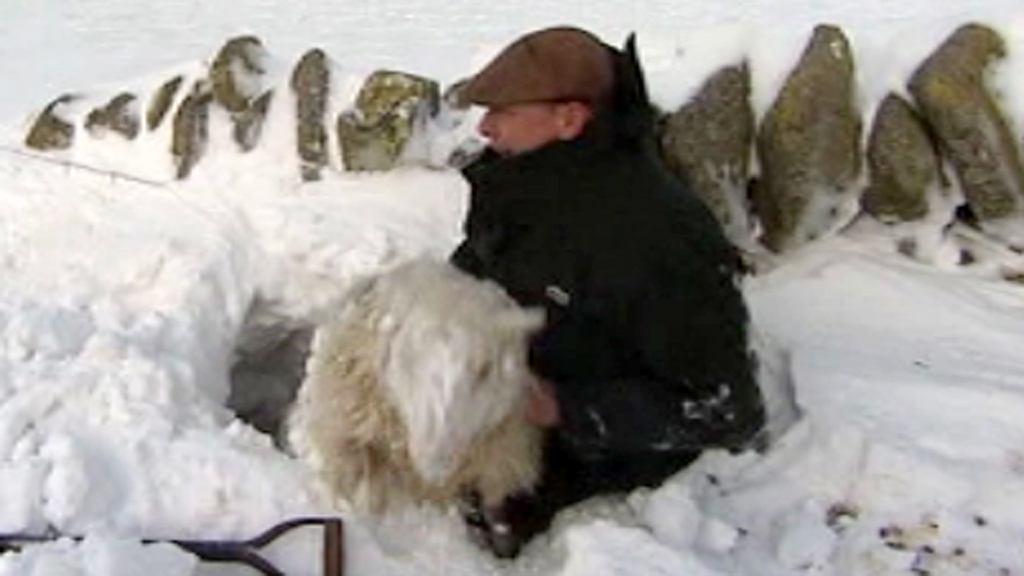 Snow buried sheep rescued after three days – Channel 4 News