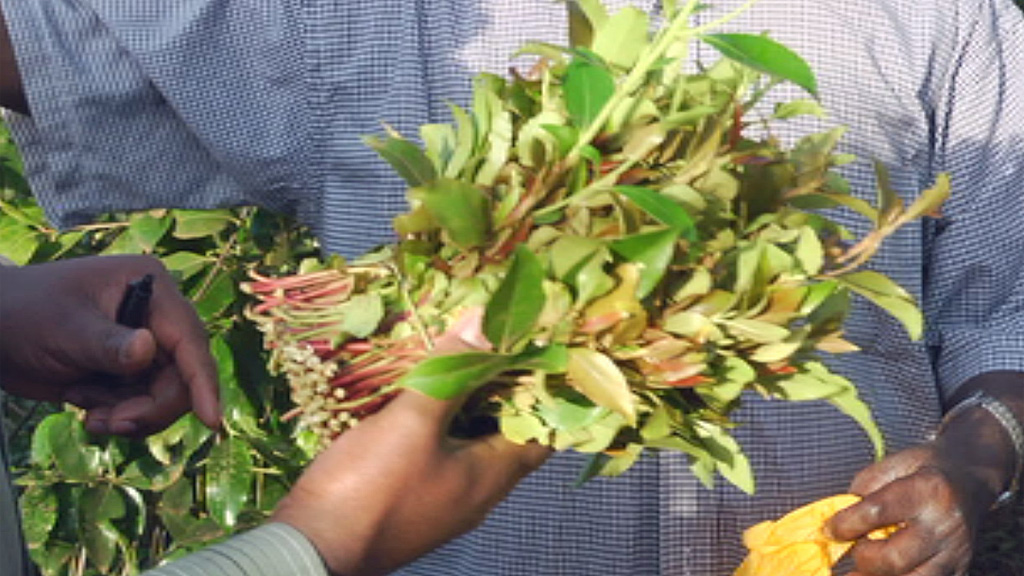 Khat producers left high and dry after UK ban – Channel 4 News