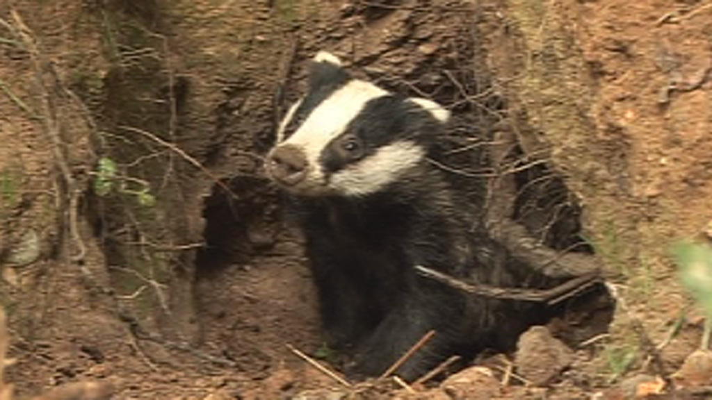Now you can’t get me: badgers ‘fight back’ – Channel 4 News